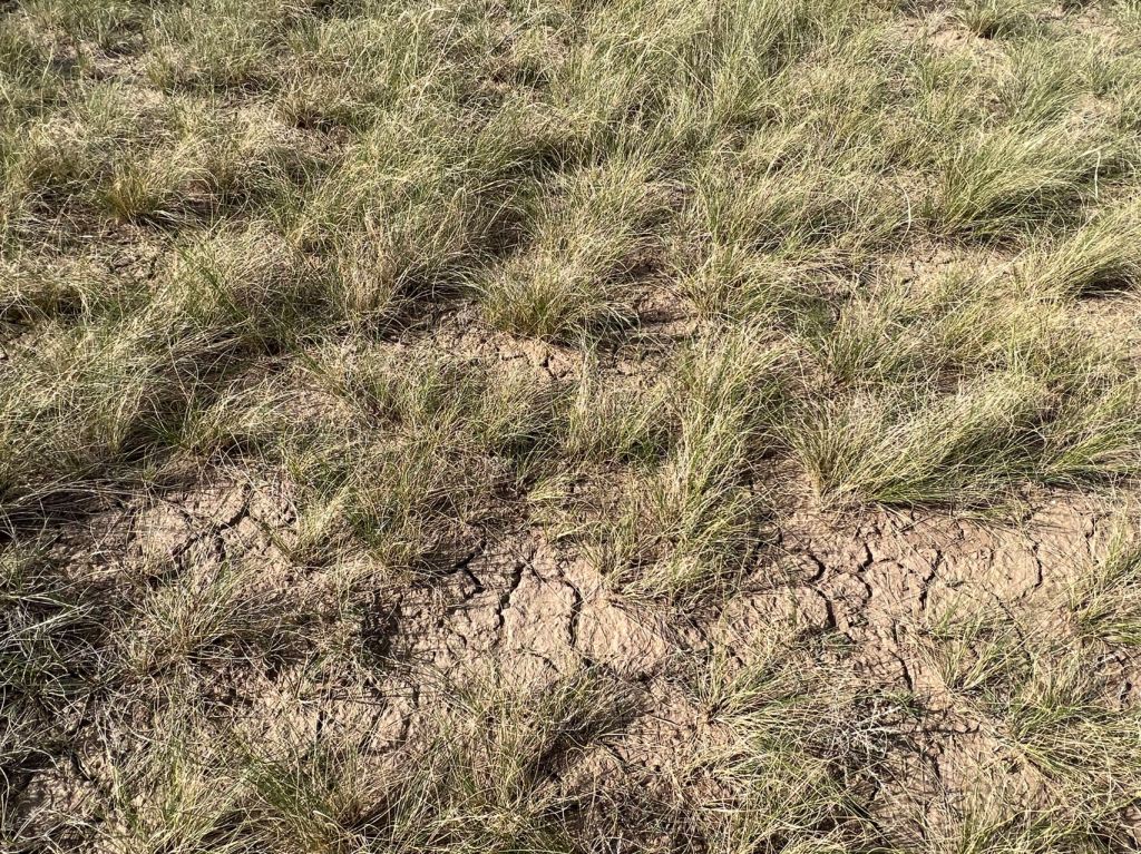 Photos – Grazing Ecology