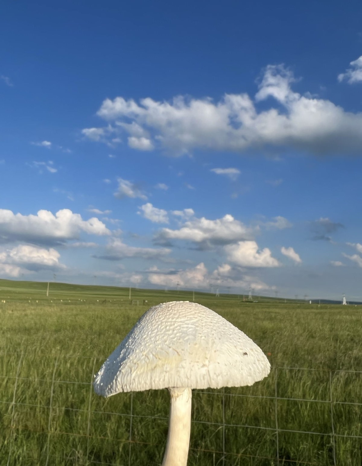 Photos – Grazing Ecology