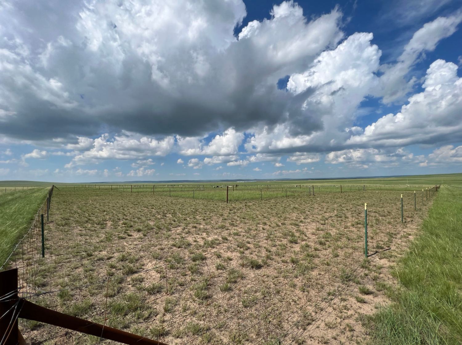 Research – Grazing Ecology