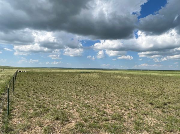 Research – Grazing Ecology